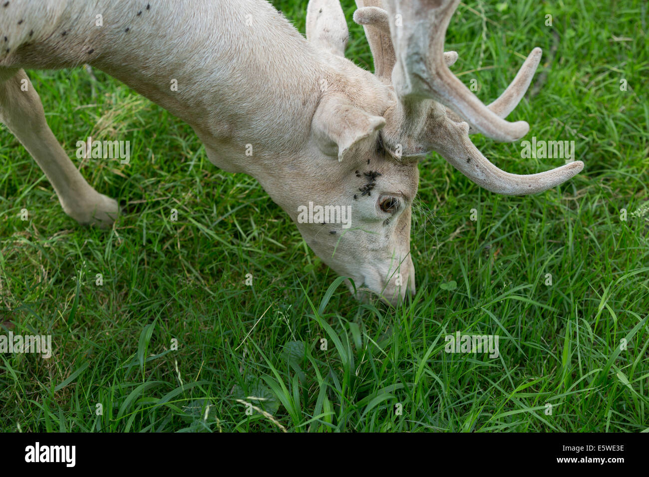 Male fallow deer food searching with sunken head on fresh green grass ...