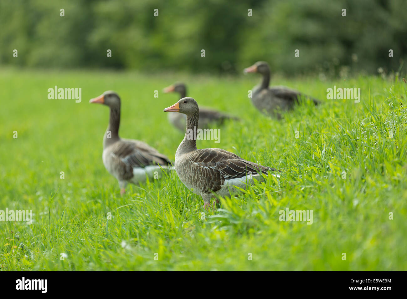 Gaggle of geese looking sidewards on fresh green grass in summer Stock ...