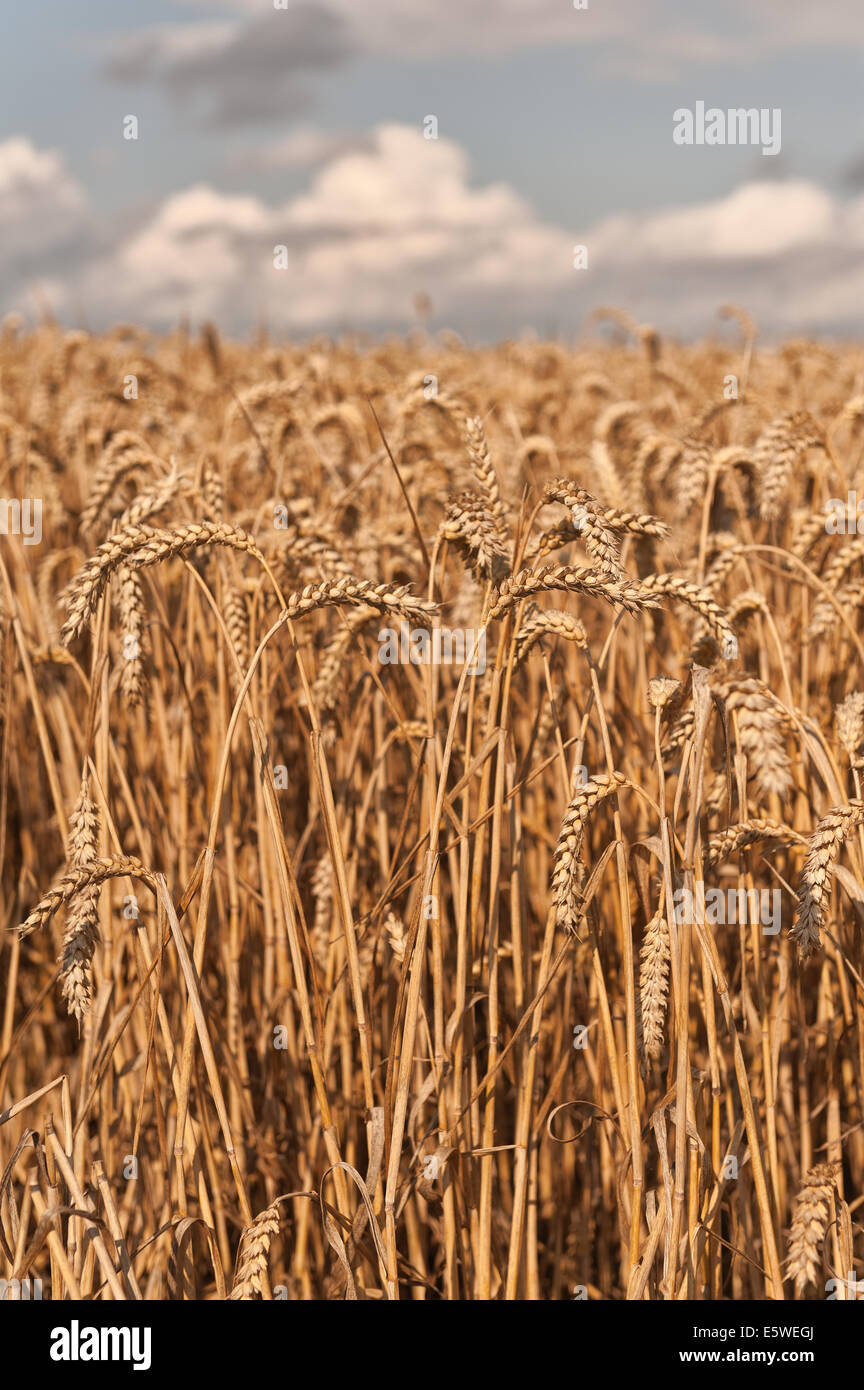 Cutting fields pattern hi-res stock photography and images - Alamy