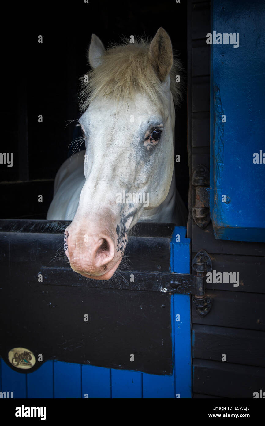 Grey horse looking out of it's stable Stock Photo - Alamy
