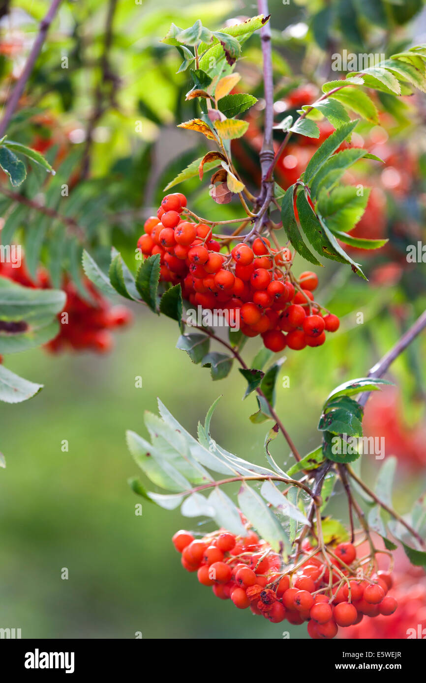 Rowan. Sorbus aucuparia Tree Stock Photo - Alamy