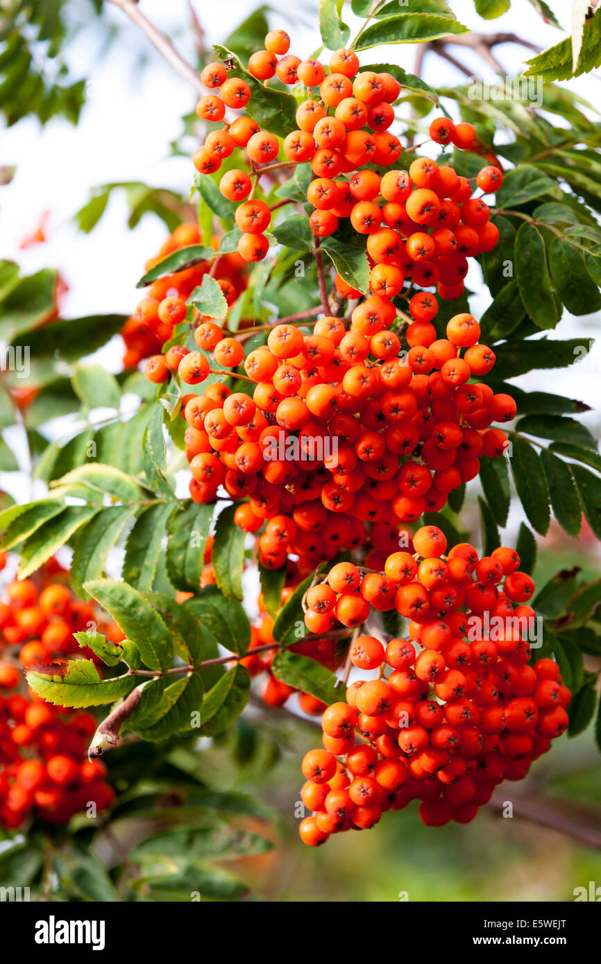 Rowan. Sorbus aucuparia Tree Stock Photo - Alamy