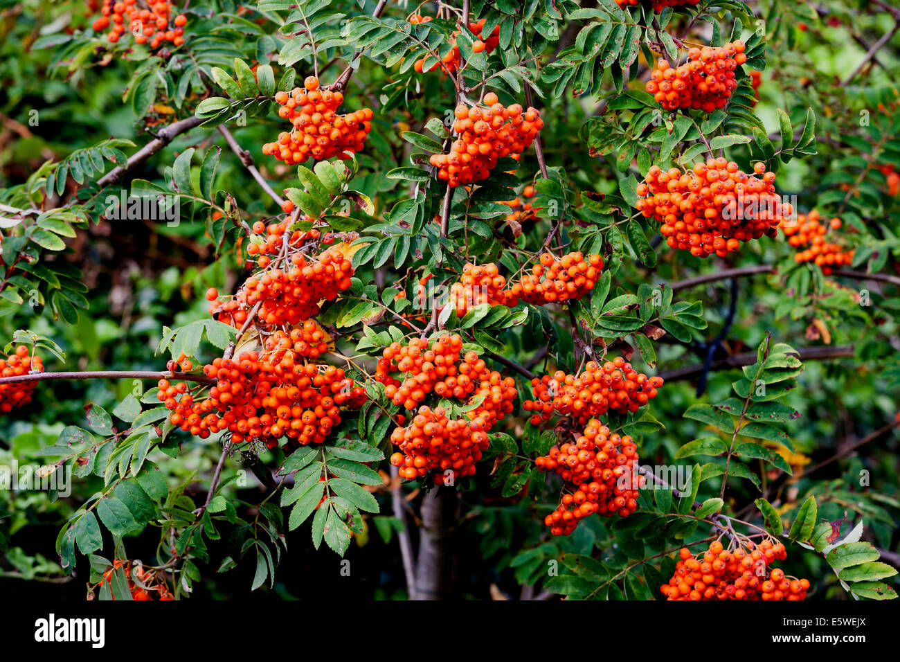 Rowan. Sorbus aucuparia Tree Stock Photo - Alamy