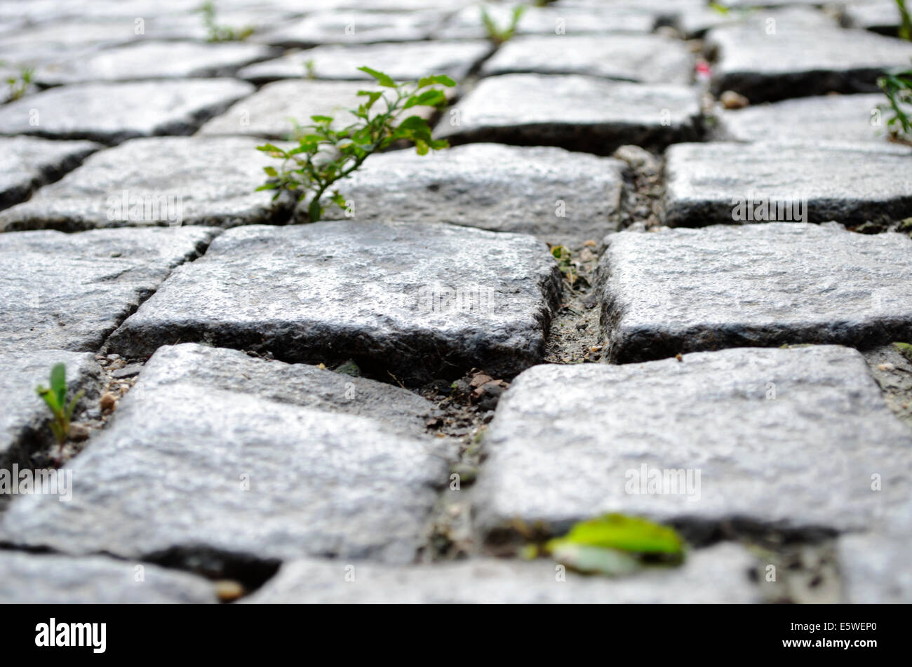 Closeup view on a cobblestone road - pattern - background Stock Photo ...