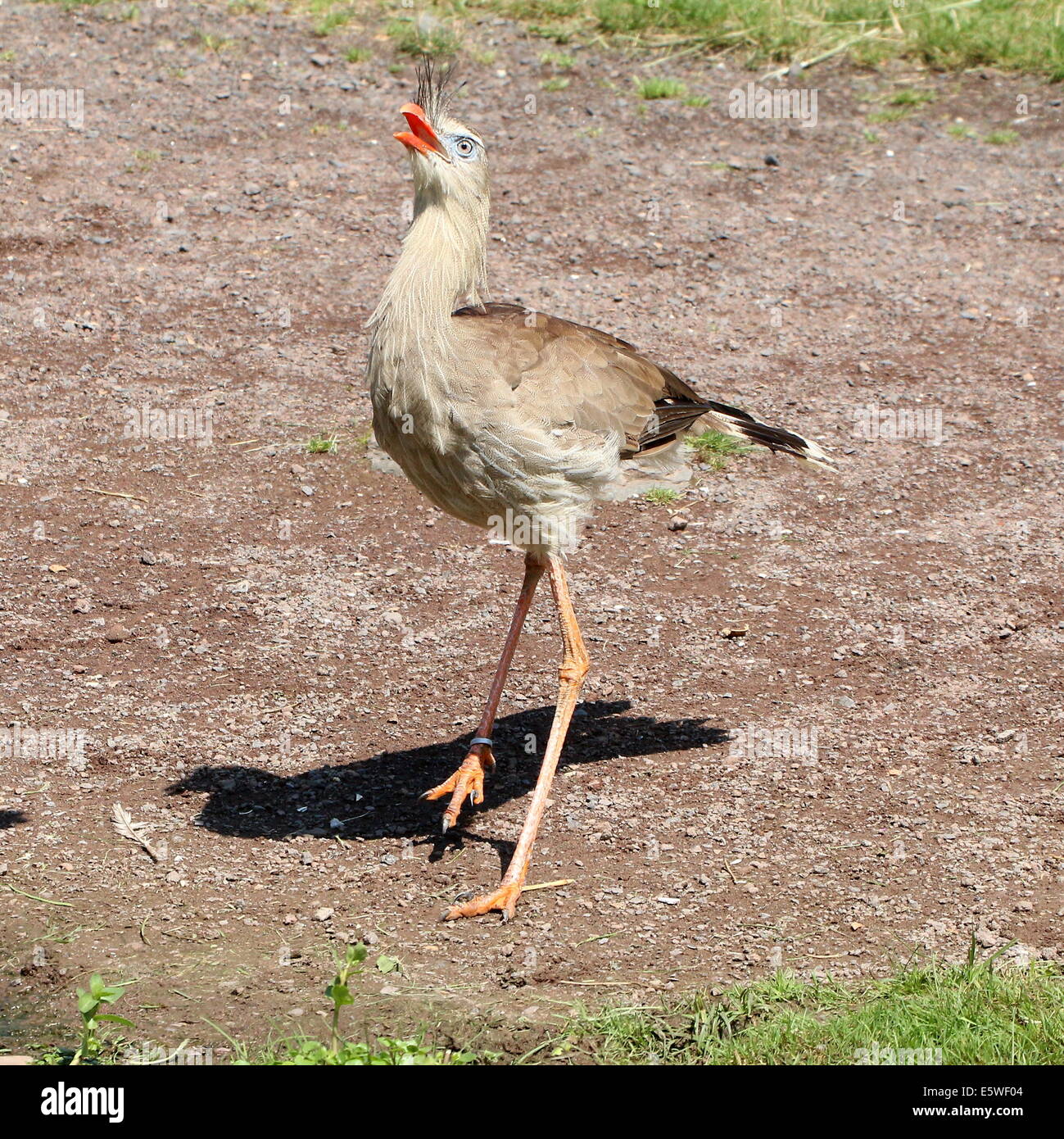 Red-legged seriema or crested cariama (Cariama cristata) in playful fun ...