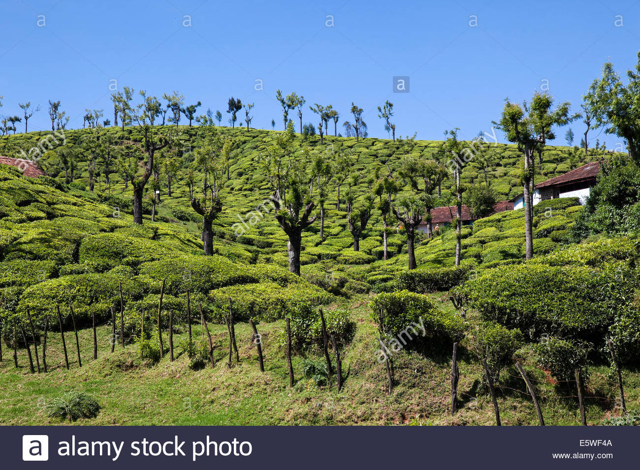 Ooty Stock Photos & Ooty Stock Images - Alamy