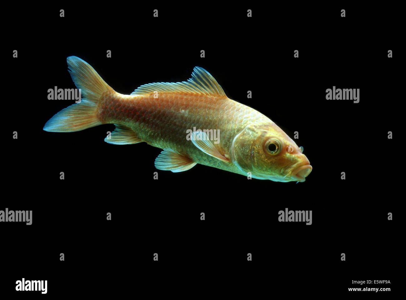 Ornamental koi carp, Common Carp (Cyprinus carpio carpio), captive ...