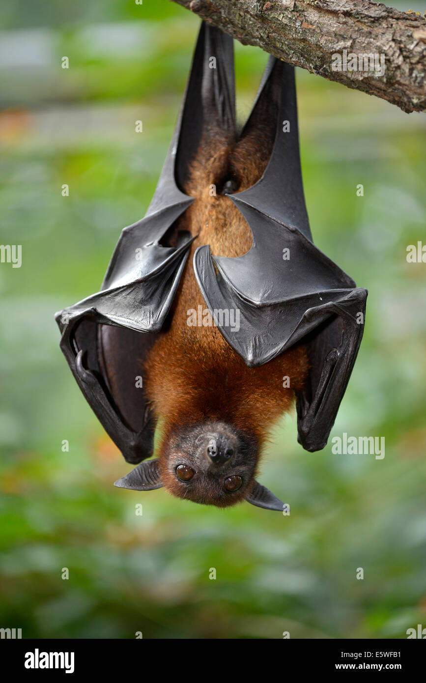 Flying fox (Pteropus sp.), native to Southeast Asia, captive, Baden ...