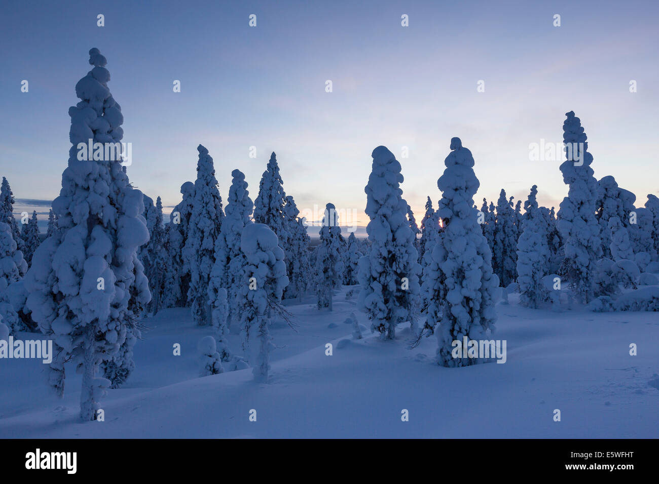 Finnish winter forest at dusk, near Rovaniemi, Lapland, Finland Stock ...