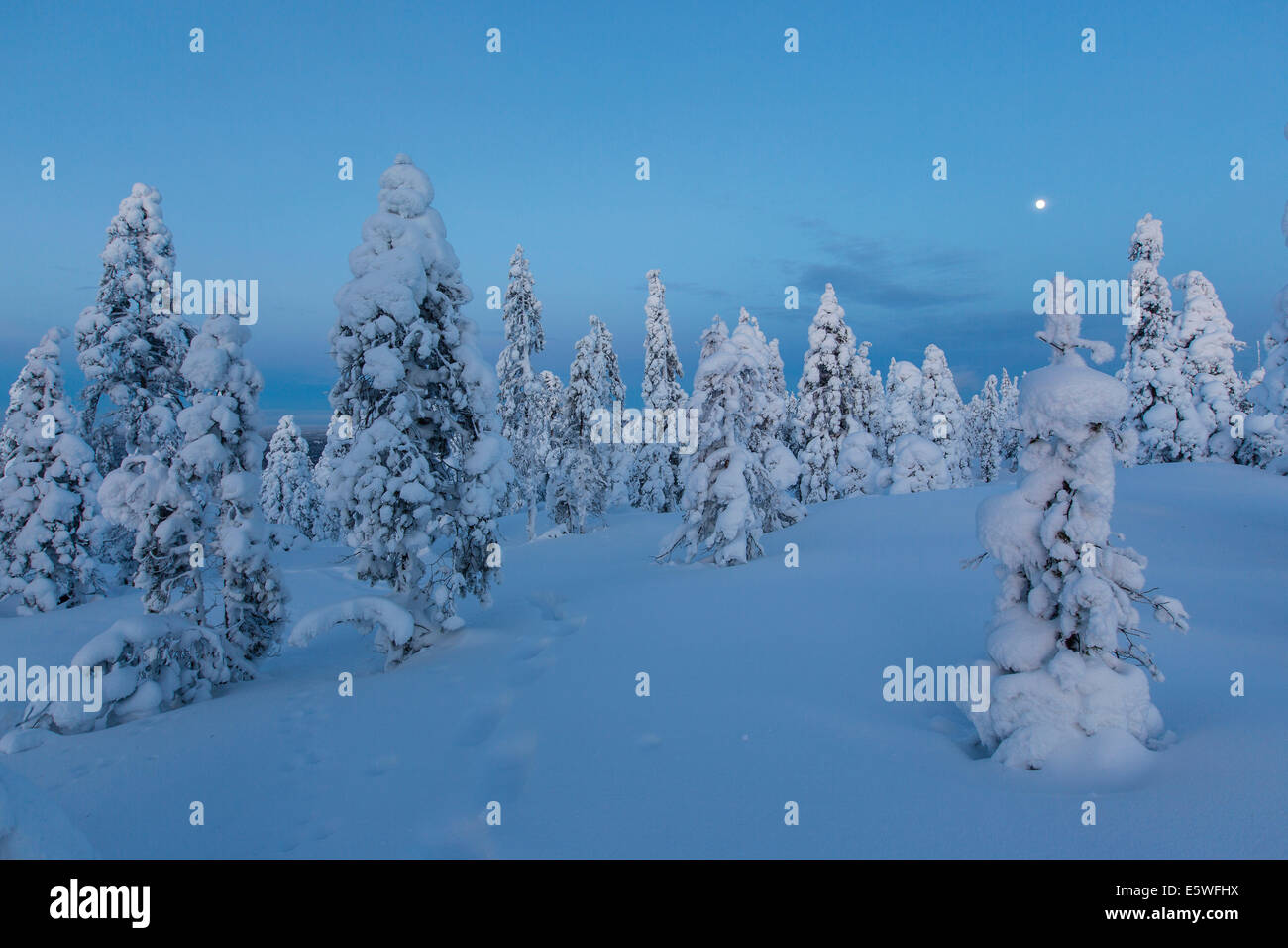Finnish winter forest at twillight, near Rovaniemi, Lapland, Finland ...