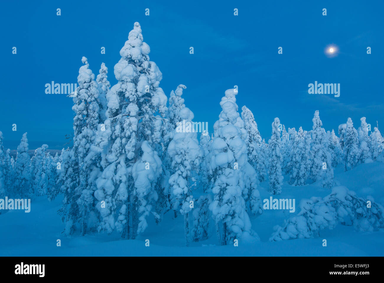 Finnish winter forest at twillight, near Rovaniemi, Lapland, Finland ...
