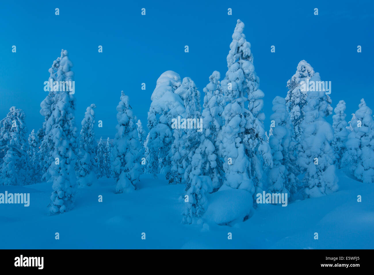 Finnish winter forest at twillight, near Rovaniemi, Lapland, Finland ...