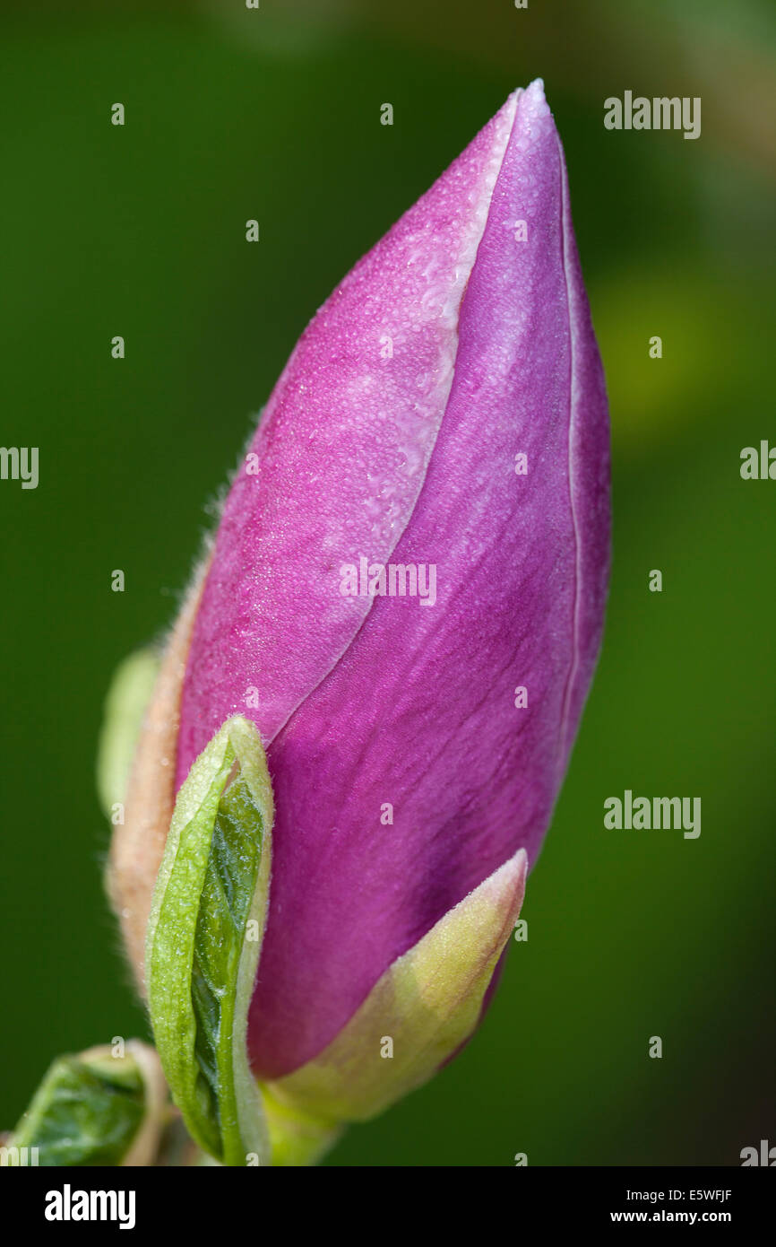 Magnolia (Magnolia), flower, Bavaria, Germany Stock Photo - Alamy