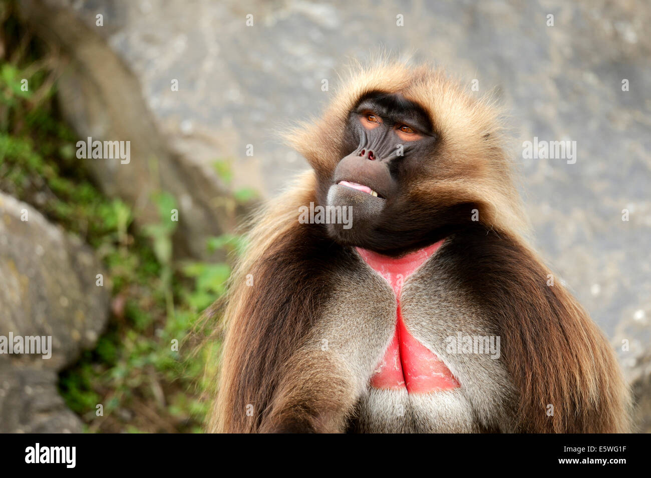 Gelada (Theropithecus gelada), male, captive, Switzerland Stock Photo ...