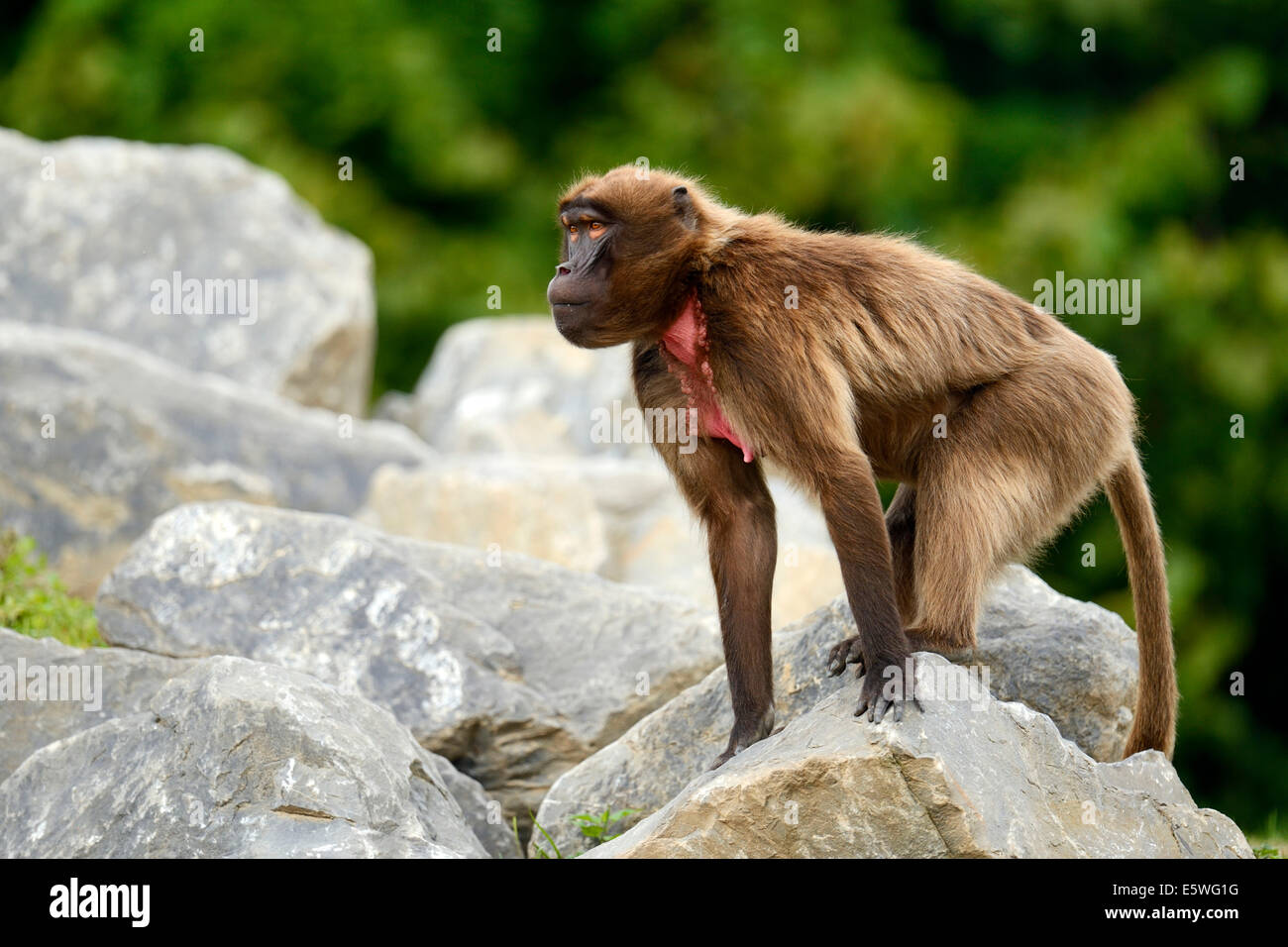 Gelada (Theropithecus gelada), female, captive, Switzerland Stock Photo ...
