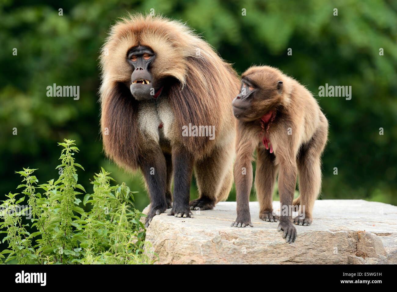 Geladas hi-res stock photography and images - Alamy