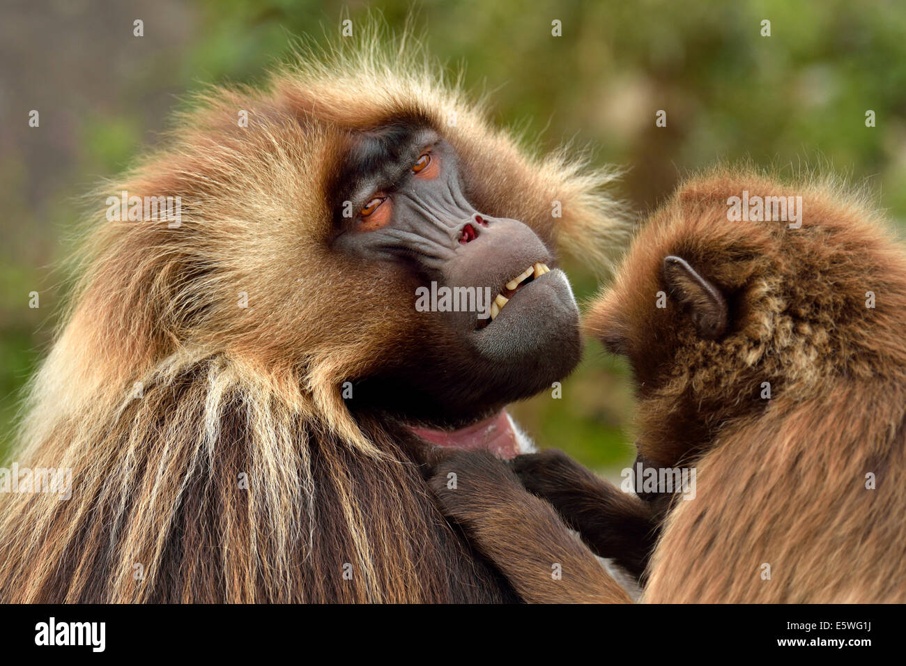 Gelada grooming hi-res stock photography and images - Alamy