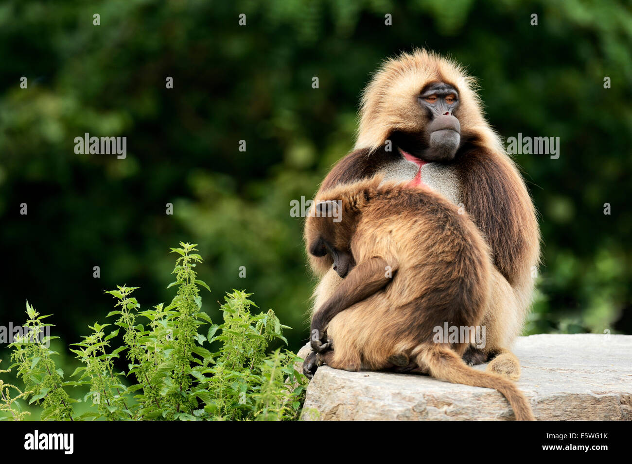 Geladas (Theropithecus gelada), pair sitting on rock, captive ...