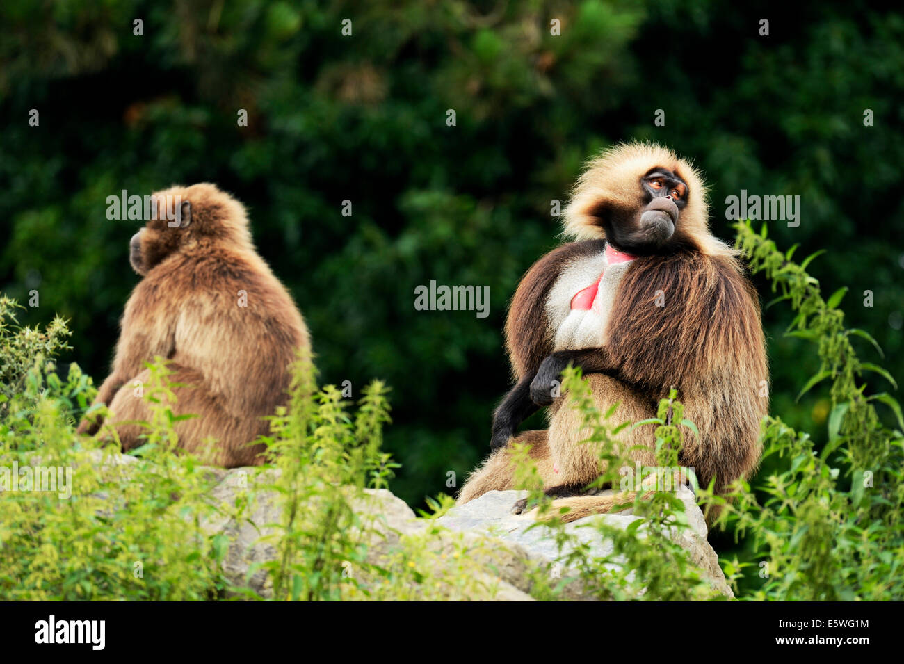 Geladas (Theropithecus gelada), captive, Switzerland Stock Photo - Alamy