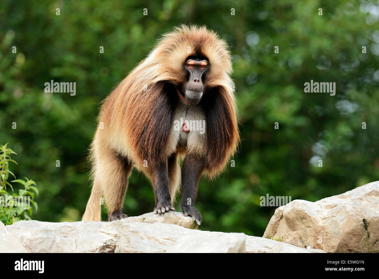 Gelada (Theropithecus gelada), male, standing on rock, captive ...