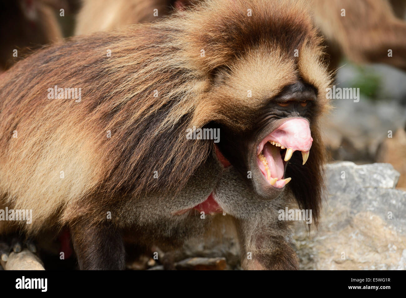 Gelada Baboon Teeth