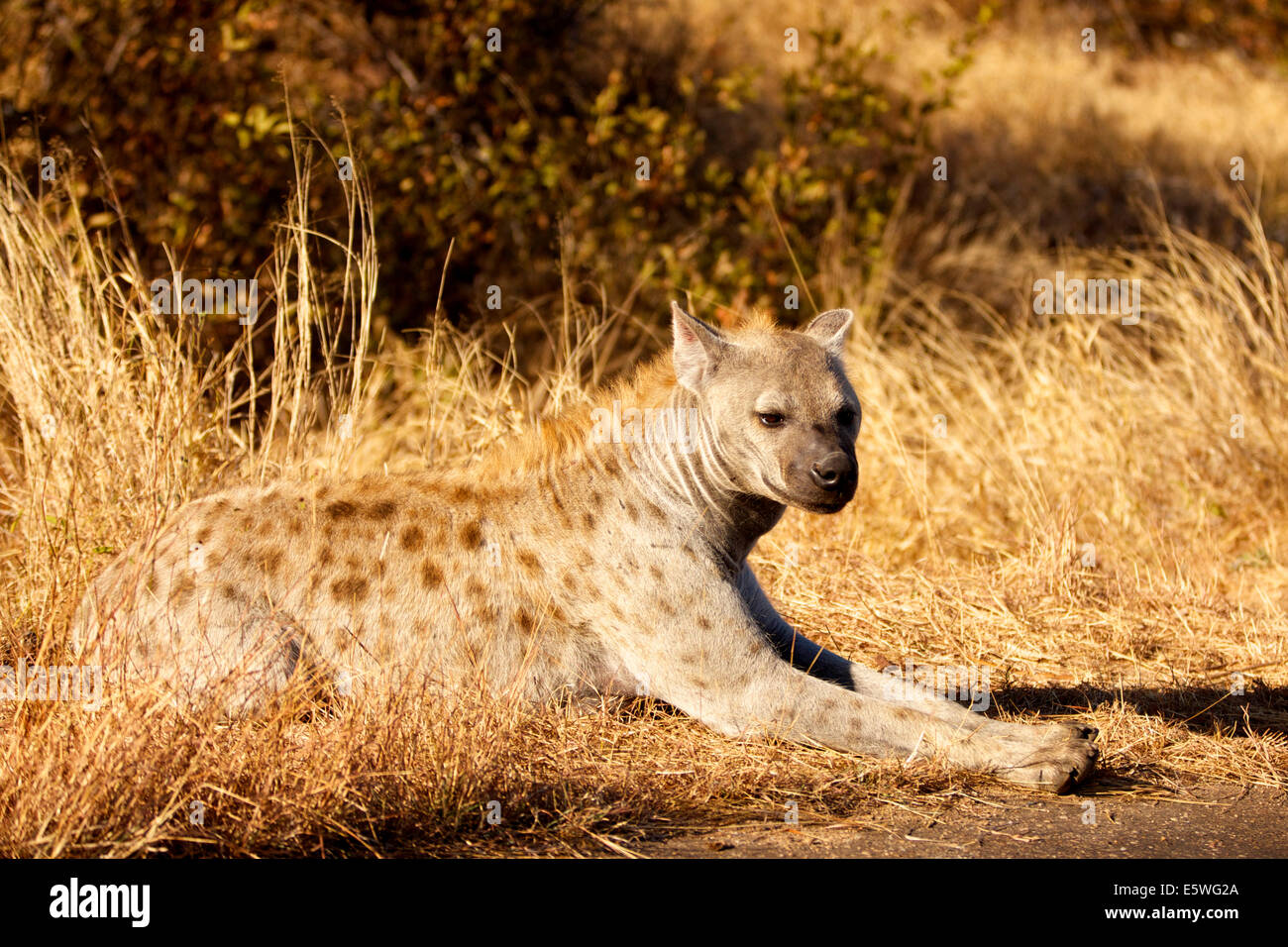 Spotted Hyena (Crocuta crocuta) lying in the grass, Kruger National ...