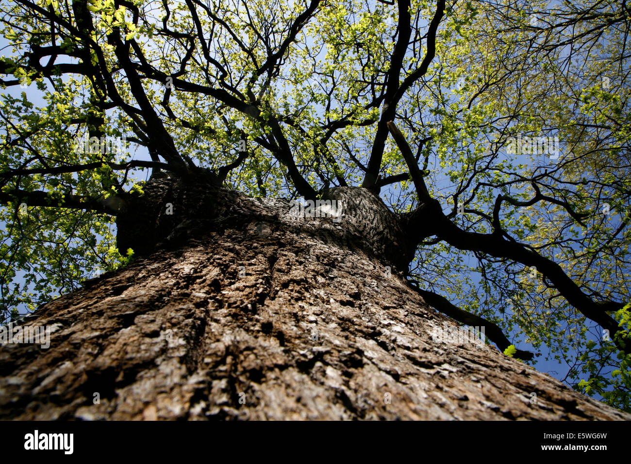 Royal oak tree hi-res stock photography and images - Alamy