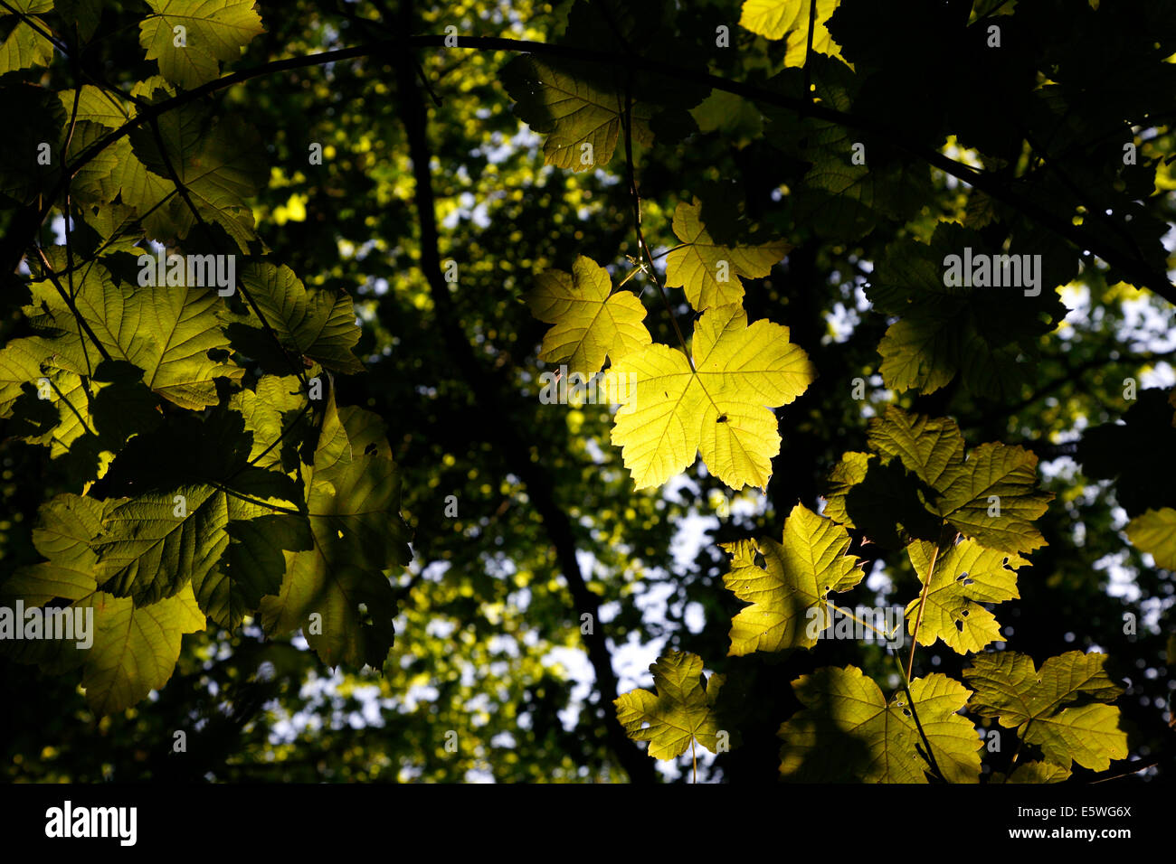 Putney heath hi-res stock photography and images - Alamy