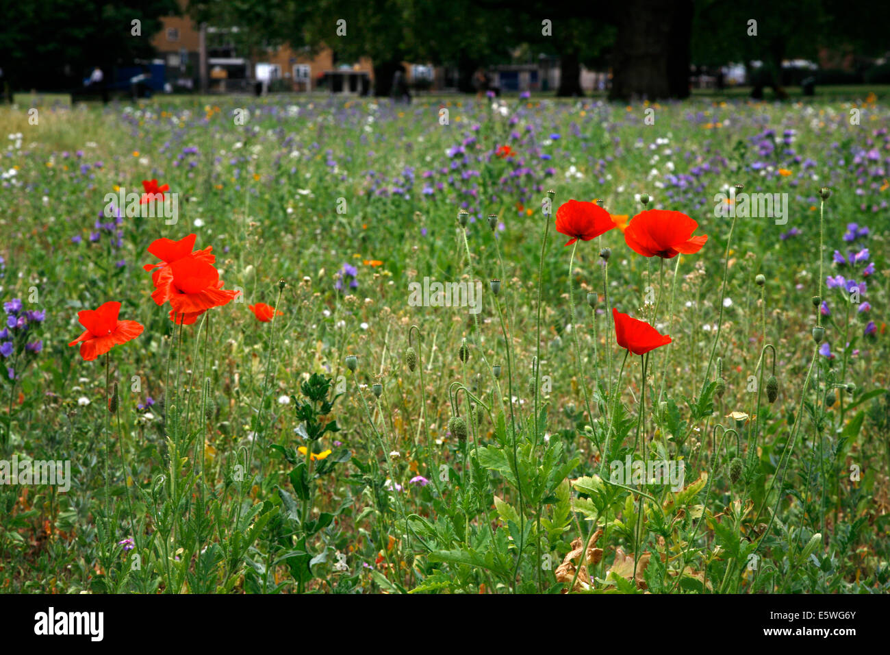 London Fields Hackney Stock Photos & London Fields Hackney Stock Images ...
