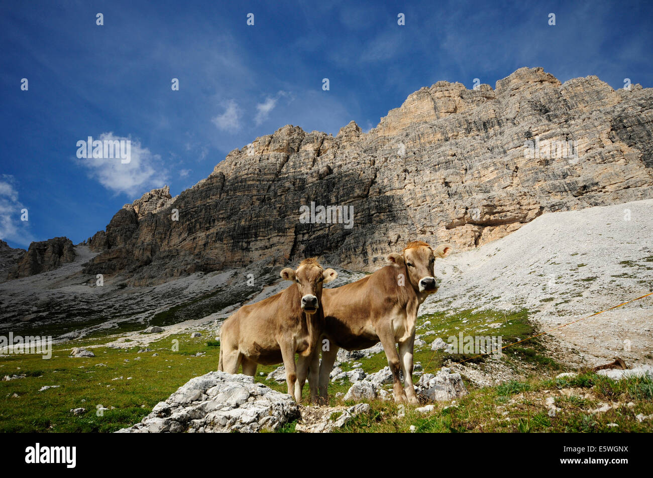 Free animals in the dolomites Stock Photo - Alamy