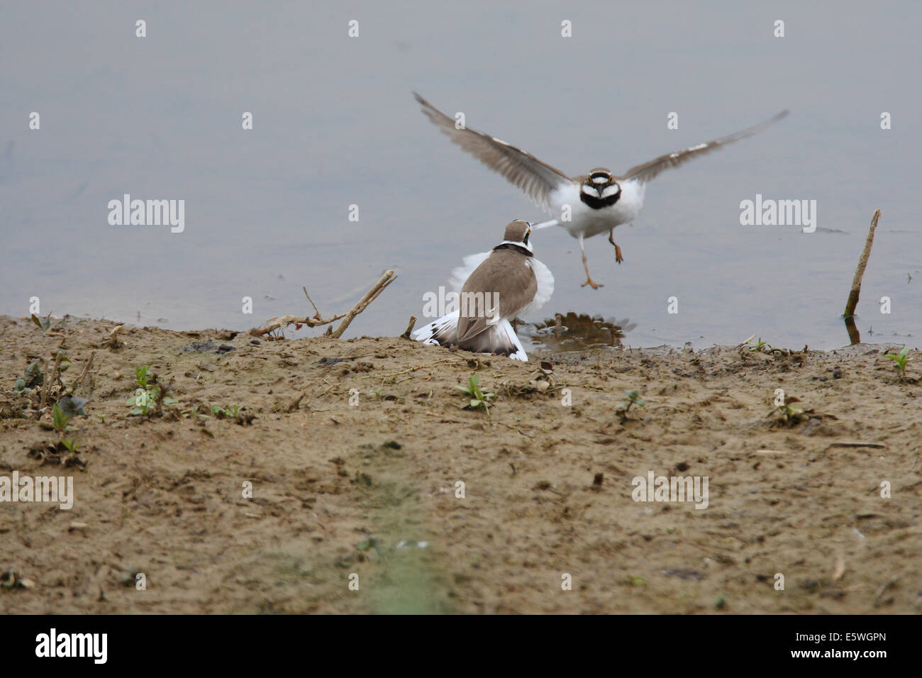 Male Little Ringed Plovers fighting over nearby female Stock Photo - Alamy