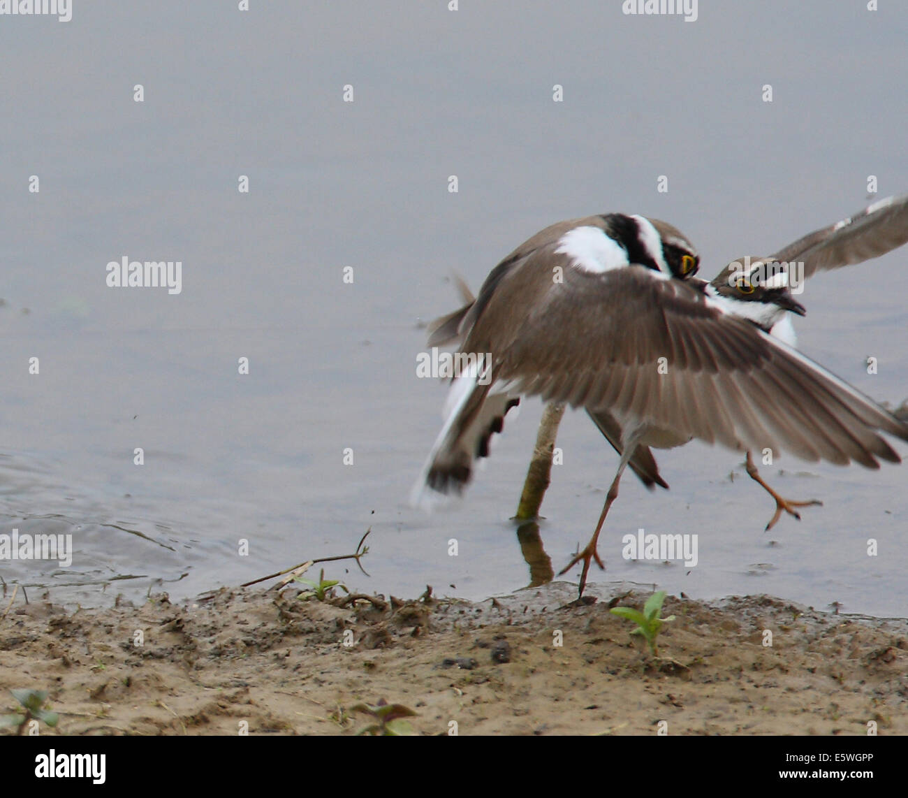 Male little ringed plovers hi-res stock photography and images - Alamy