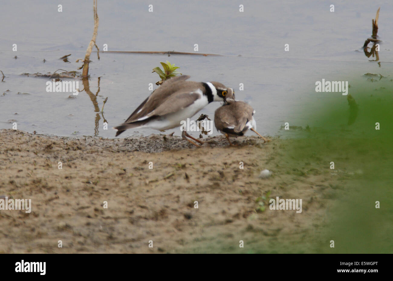 Male little ringed plovers hi-res stock photography and images - Alamy