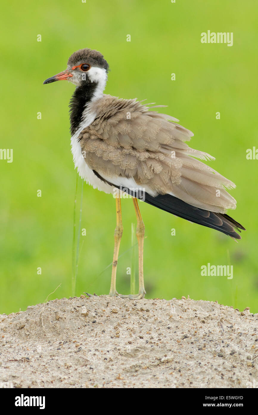 red-wattled lapwing (Vanellus indicus) juvenile Stock Photo - Alamy