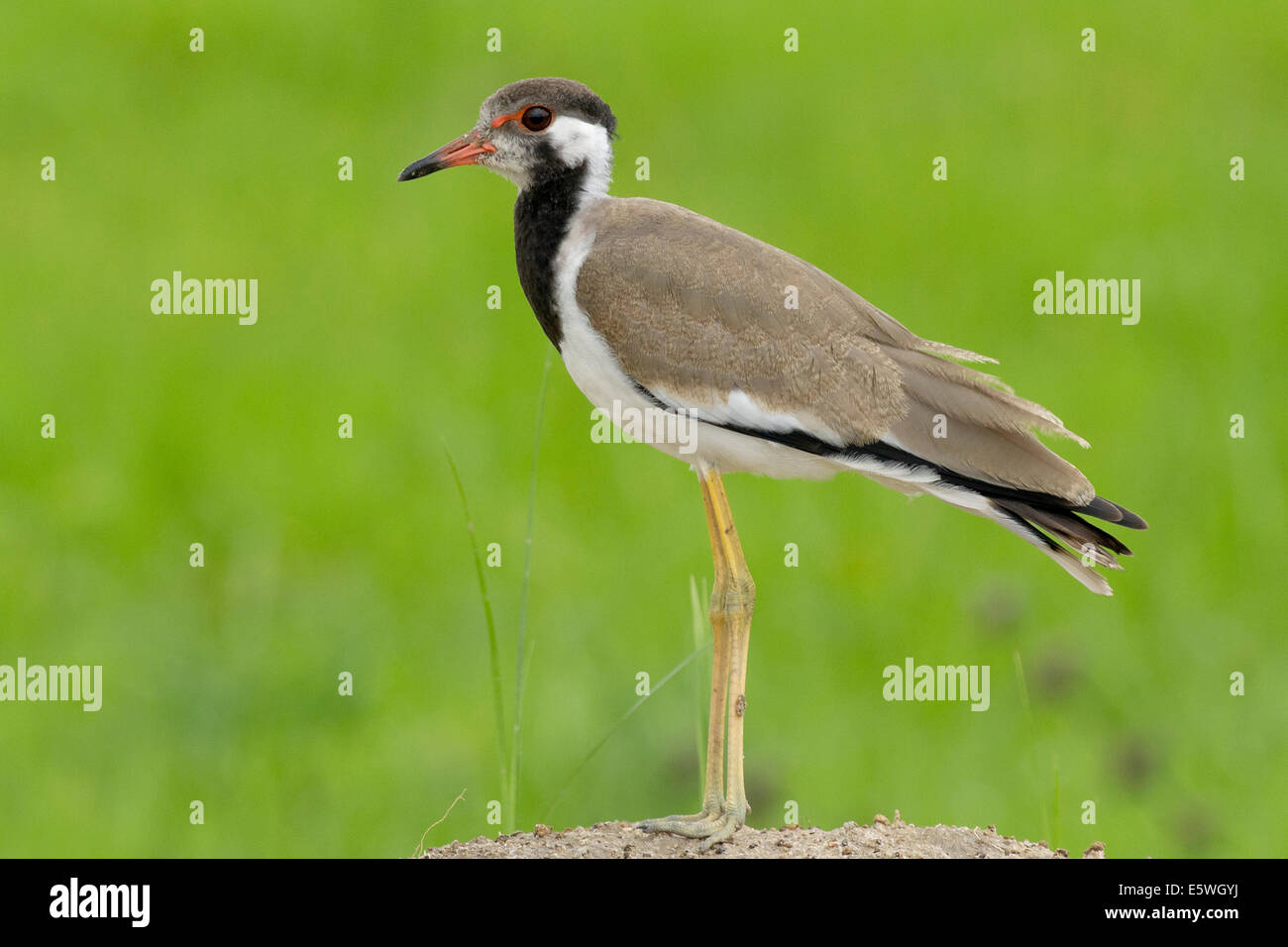 Juvenile lapwing hi-res stock photography and images - Alamy