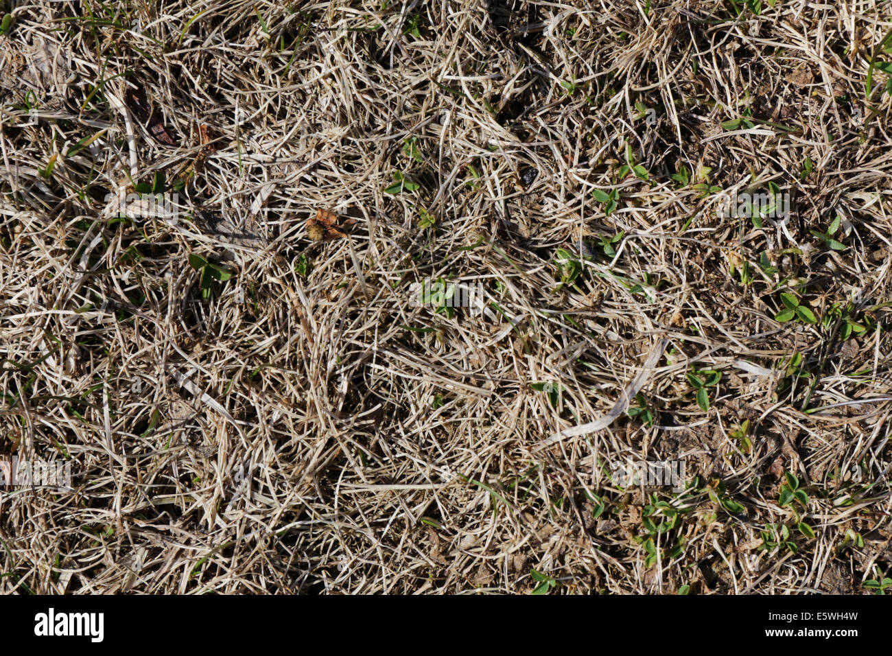 Wilted Grass High Resolution Stock Photography and Images - Alamy