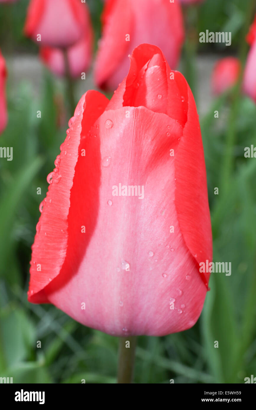 Flowers in spring Stock Photo - Alamy