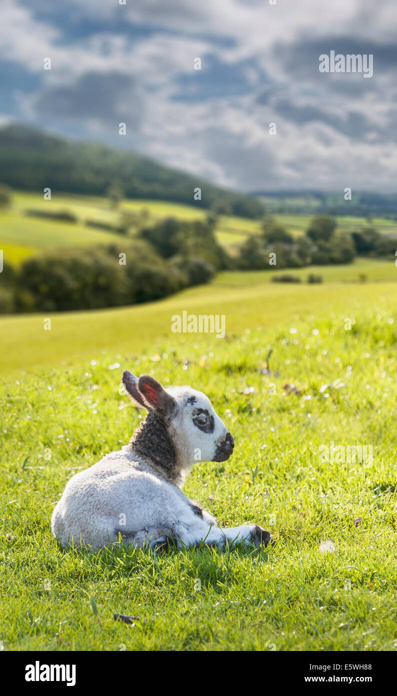 Uk farming spring hi-res stock photography and images - Alamy