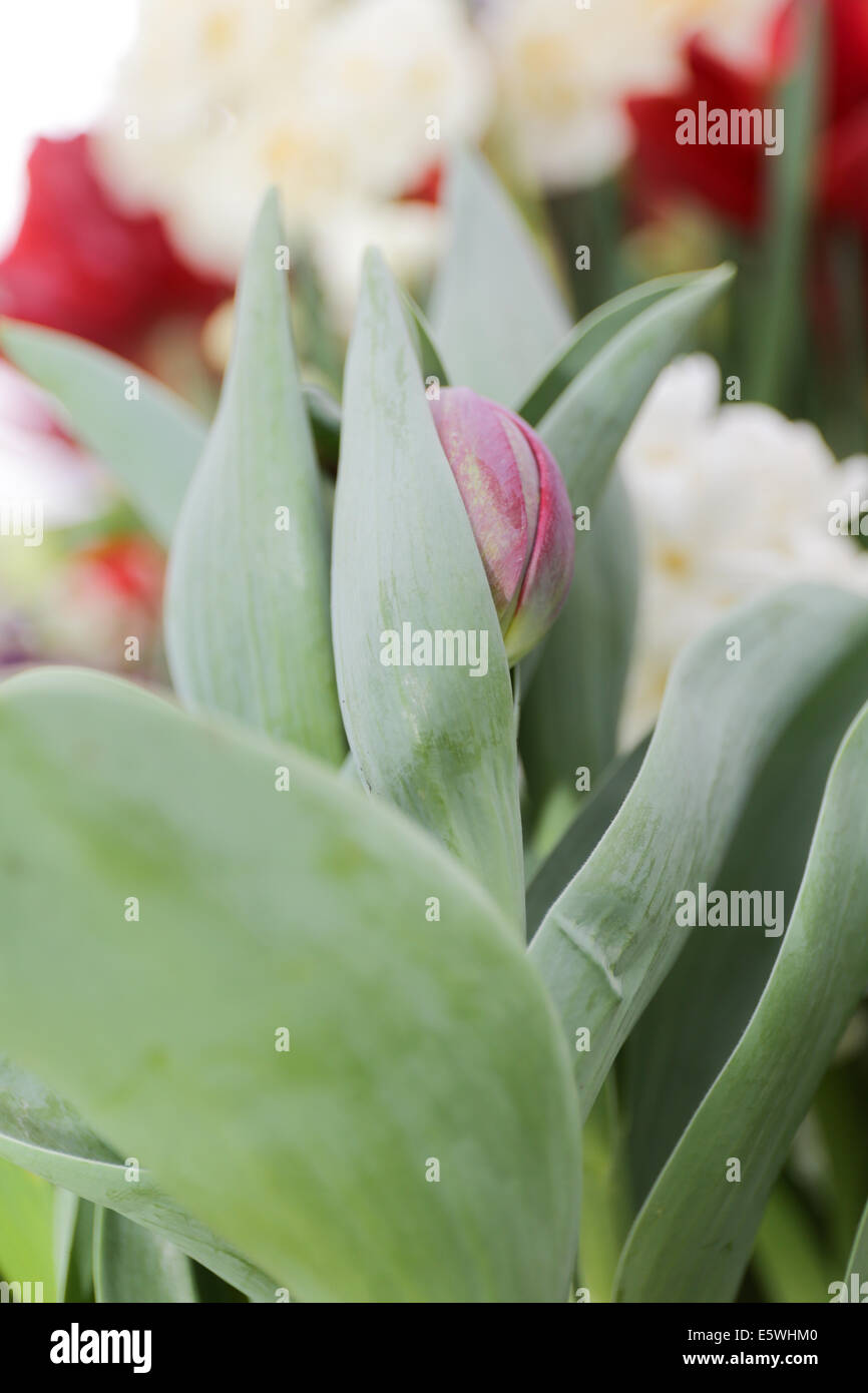 Flowers in spring Stock Photo - Alamy