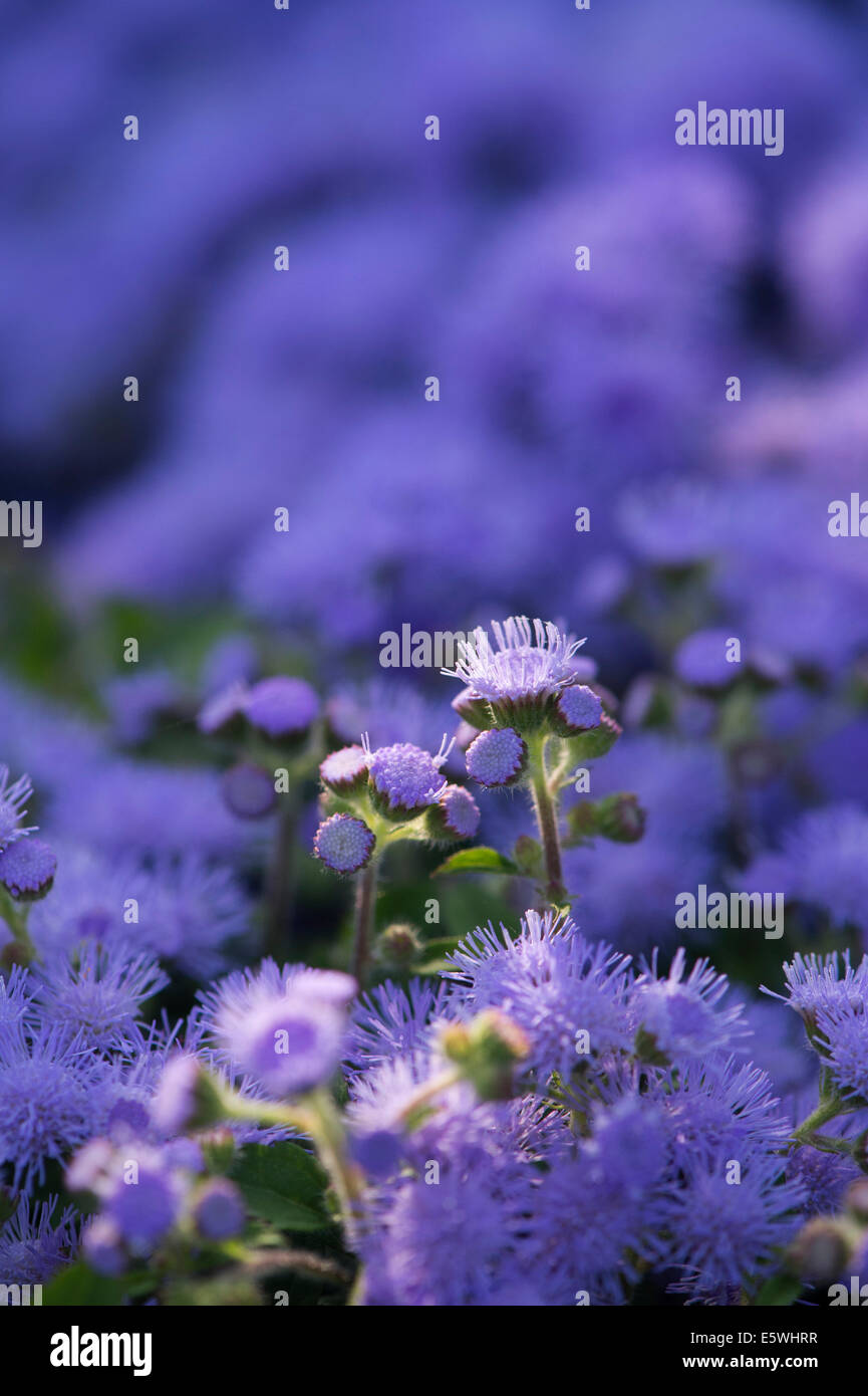 Blue ageratum plant hi-res stock photography and images - Alamy