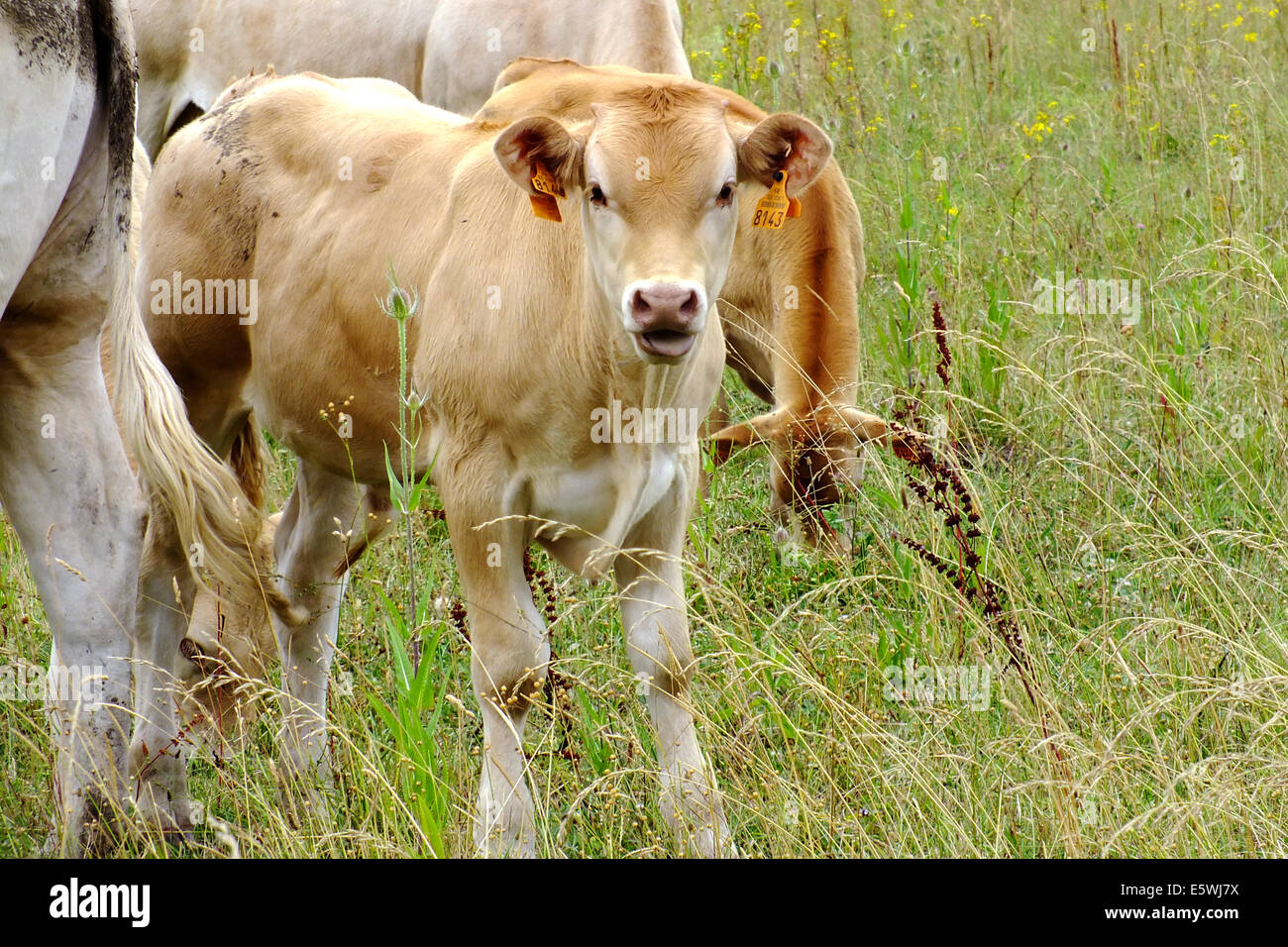 Domestic cow hi-res stock photography and images - Alamy