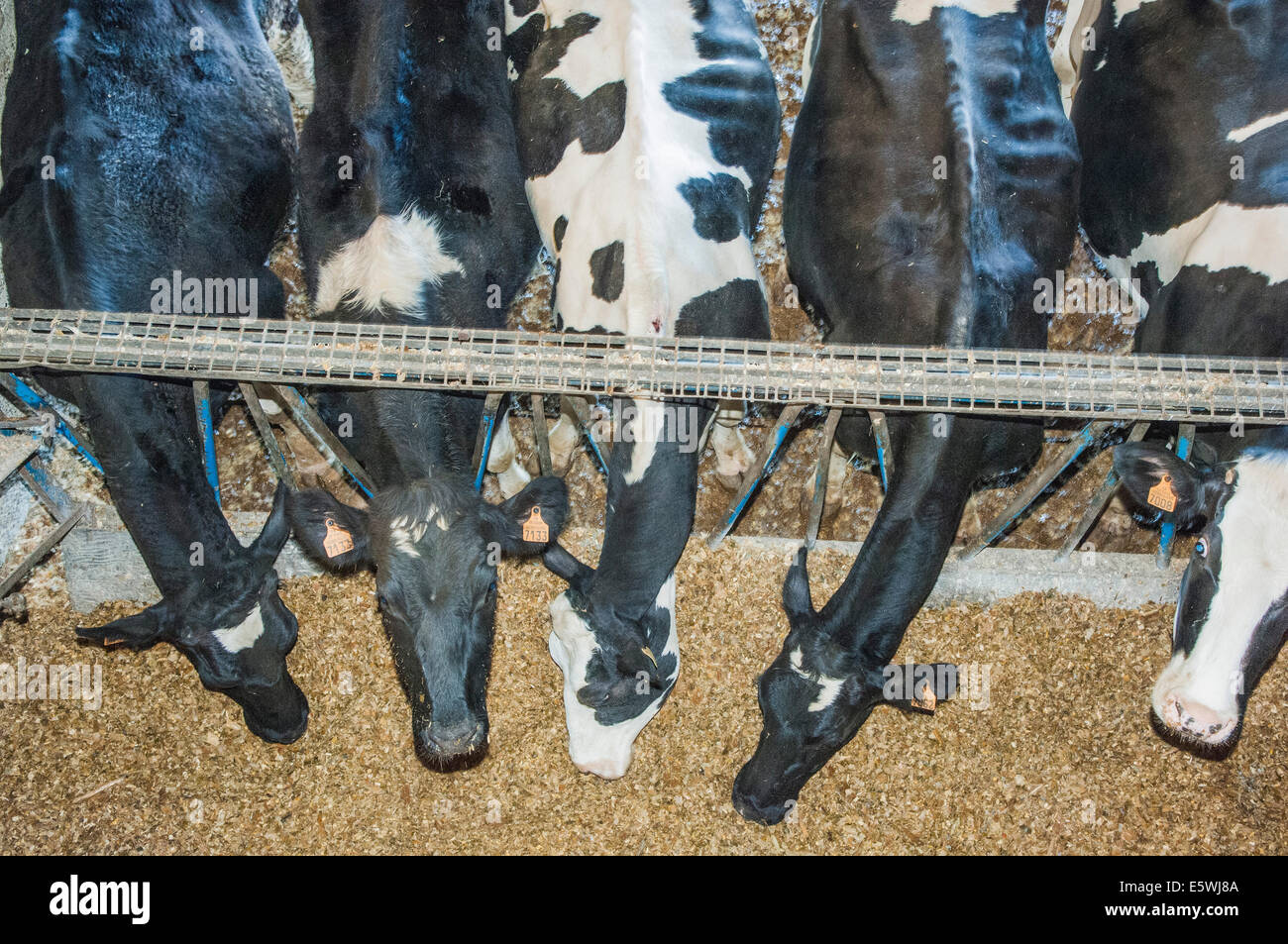 Cattle-raising Stock Photo, Royalty Free Image: 72477898 - Alamy