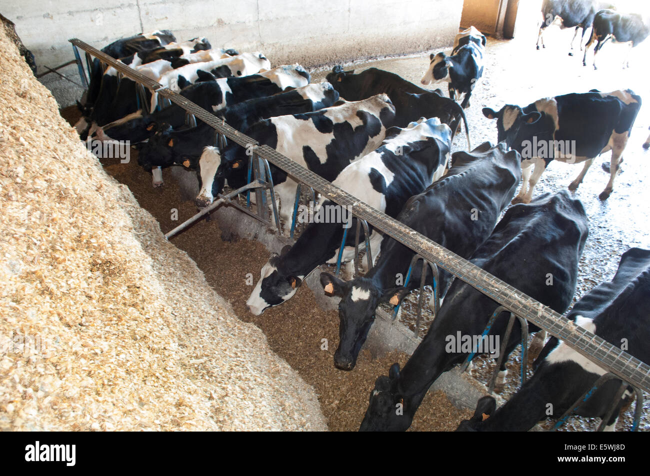 Brittany cattle hi-res stock photography and images - Alamy