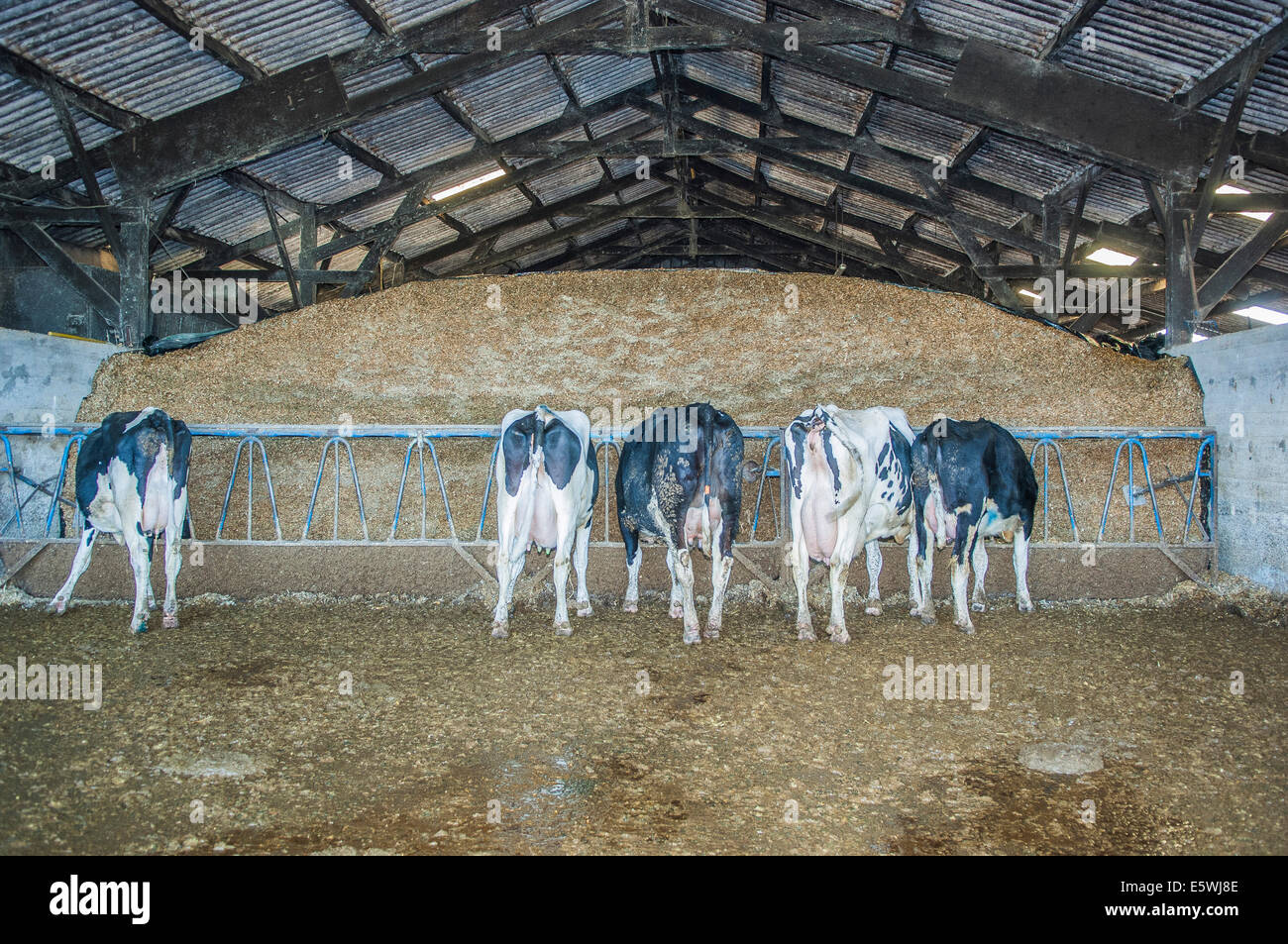 Raising grain hi-res stock photography and images - Alamy