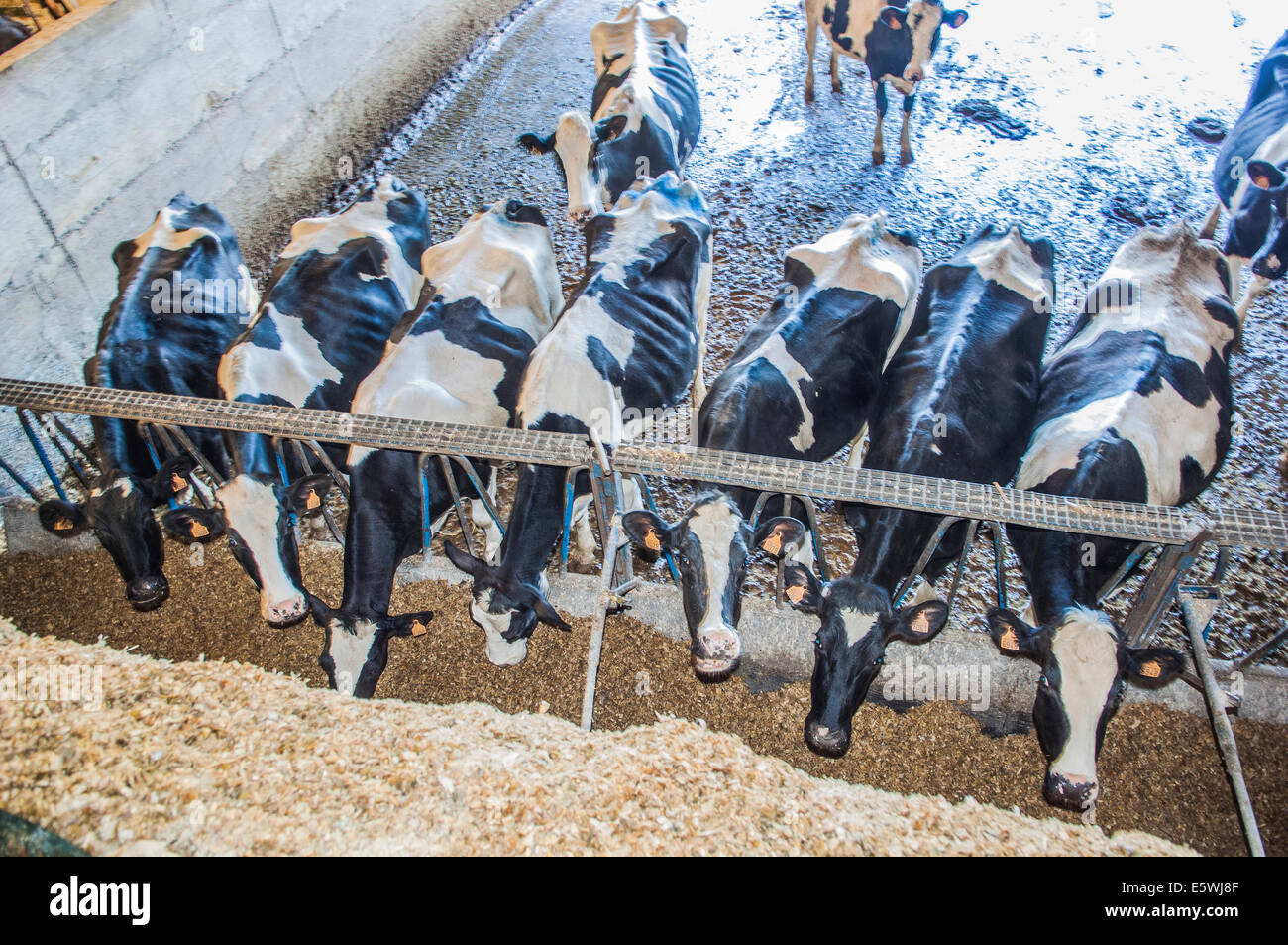Brittany cattle hi-res stock photography and images - Alamy