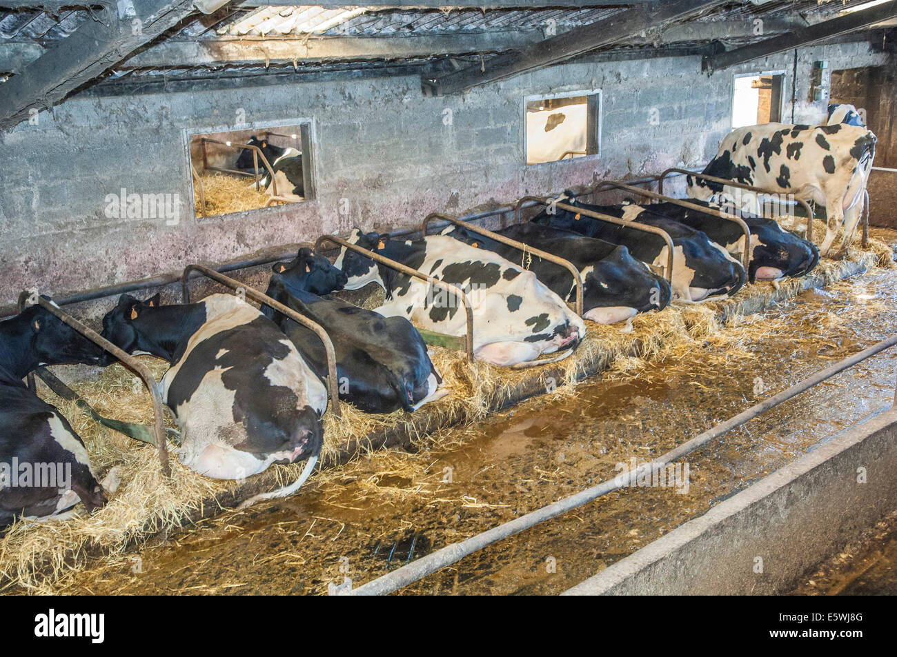 Reclining cow cows hi-res stock photography and images - Alamy