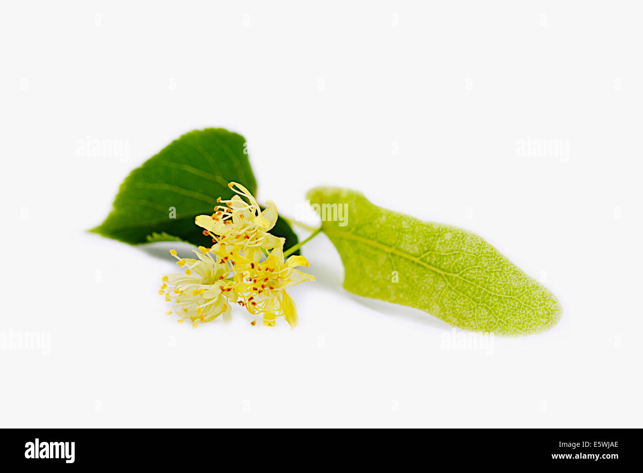 Linden tree tilia sp tree Cut Out Stock Images & Pictures - Alamy