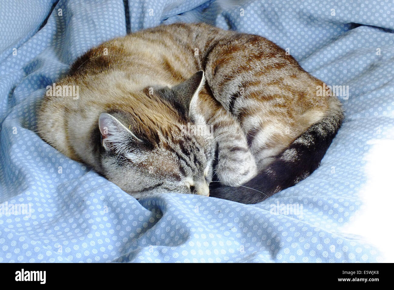 Reclining cat hi-res stock photography and images - Alamy
