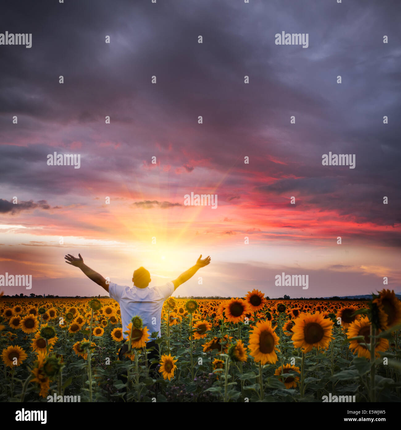 Man in sunflowers field Stock Photo - Alamy