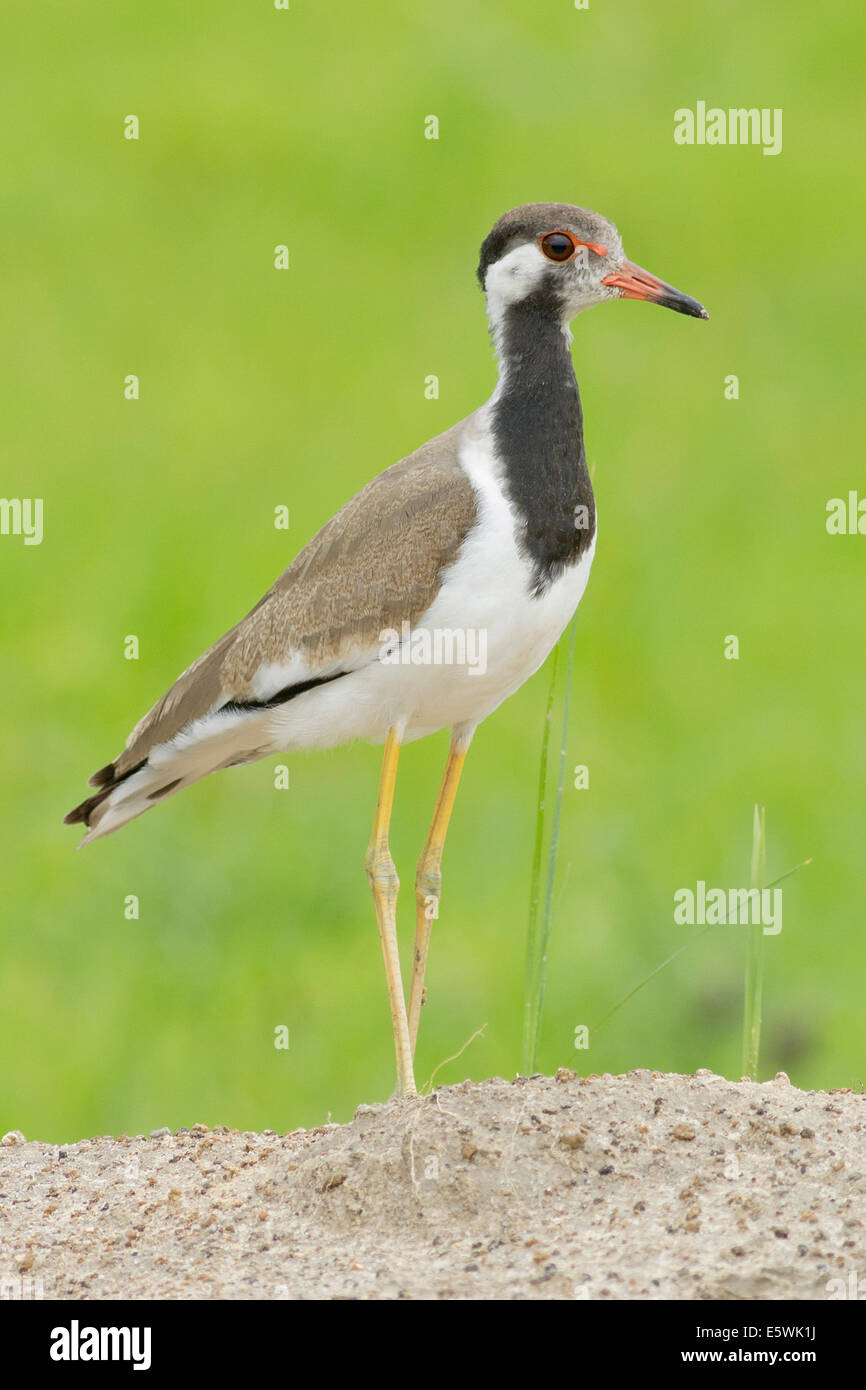 red-wattled lapwing (Vanellus indicus) juvenile Stock Photo - Alamy